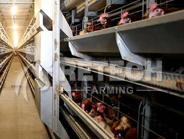How to Start Commercial Chicken Farming Business in Indonesia?